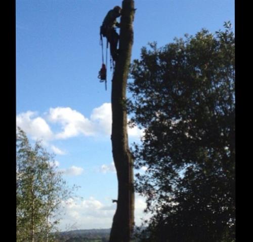 An insight into arboriculture with Anthony Harper