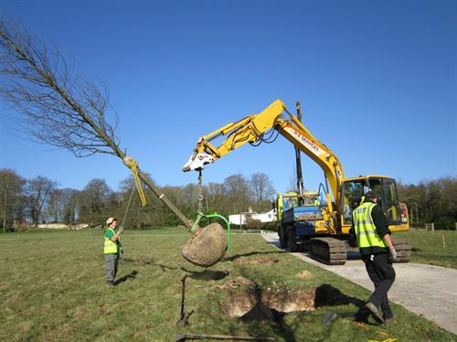 £25,000 tree planting project underway in London