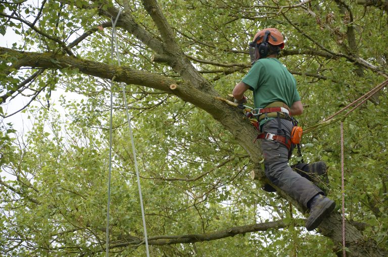 Tree Surgeon Apprenticeships | How to Become a Tree Surgeon