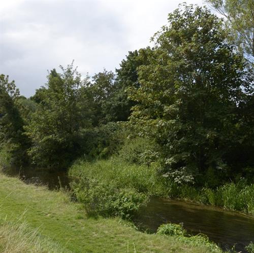 Trees must feature in flood defence strategies