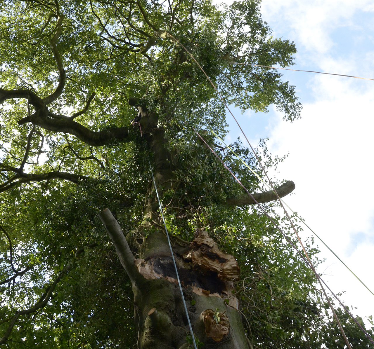 Arboriculture Services Company | Arboriculture Contractors | Glendale