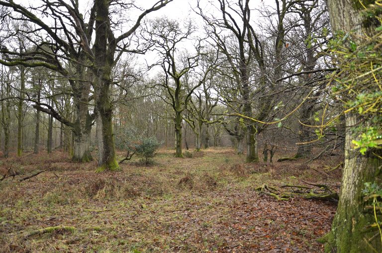 Savernake Forest - Glendale
