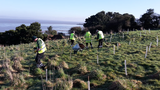 Glendale plant more than 100000 trees in a single year | Glendale News